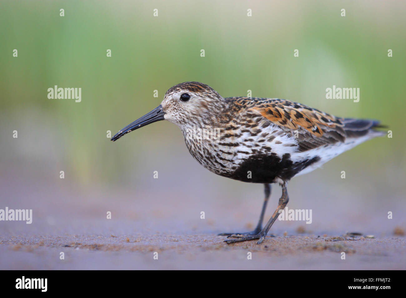 Dunlin (Calidris alpina) adult in breeding plumage Stock Photo - Alamy