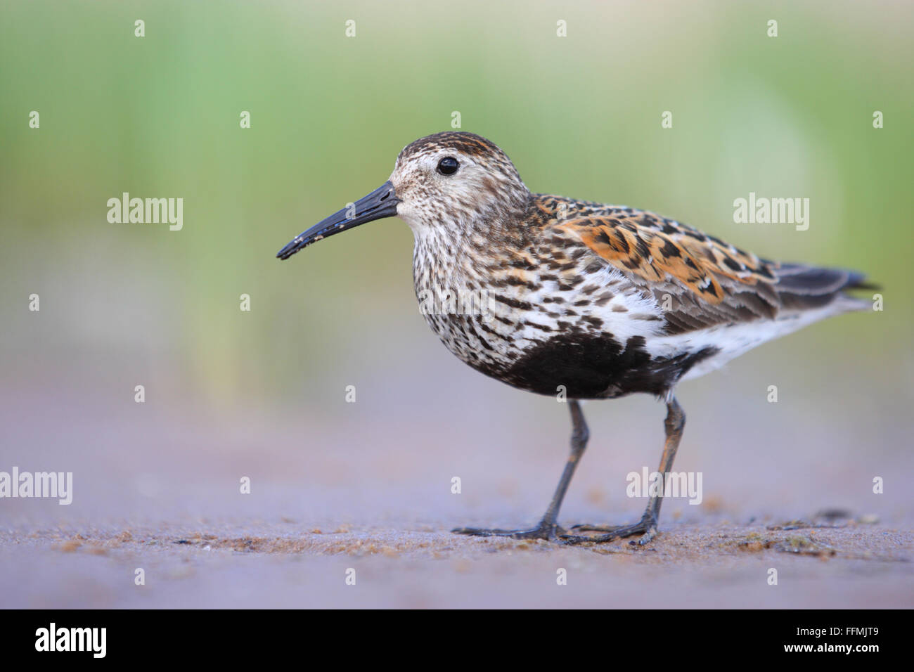 Dunlin (Calidris alpina) adult in breeding plumage Stock Photo - Alamy