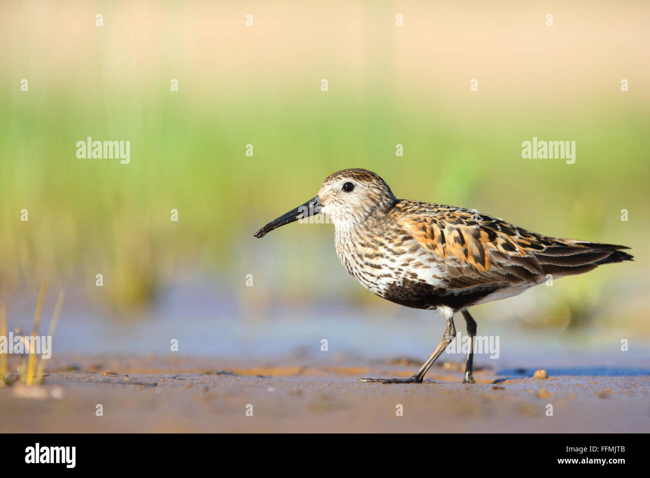 Dunlin (Calidris alpina) adult in breeding plumage Stock Photo - Alamy