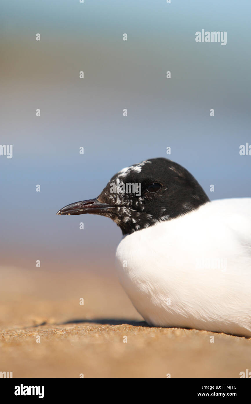Portrait of wild Little Gull (Hydrocoloeus minutus) at the lake shore ...