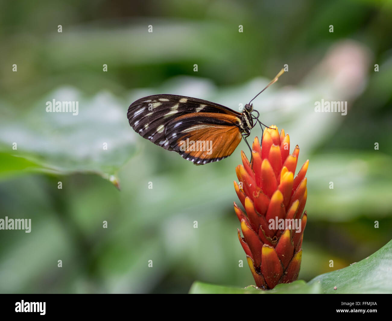 Butterfly in the Garden Stock Photo - Alamy