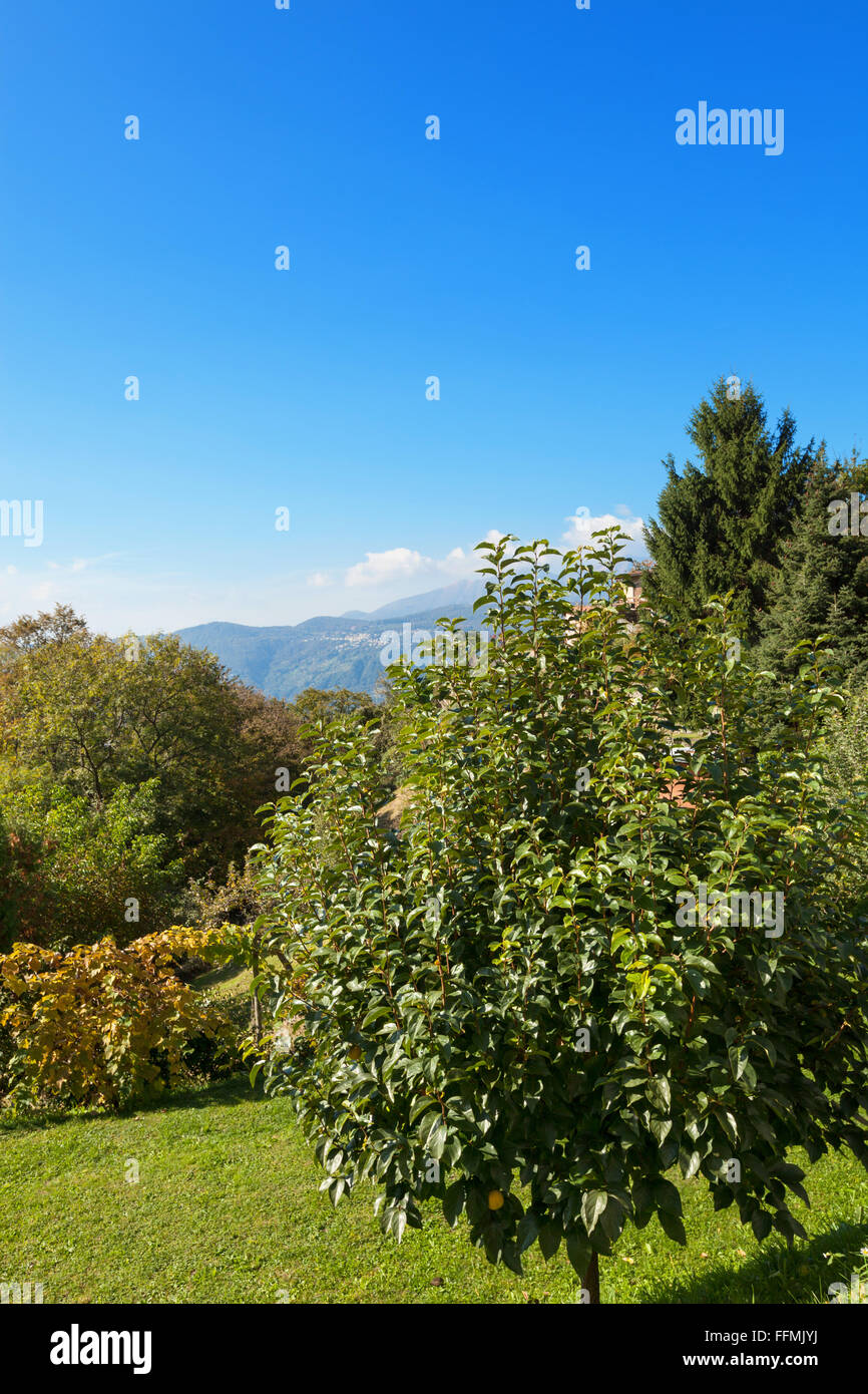 Grass and trees landscape hi-res stock photography and images - Alamy