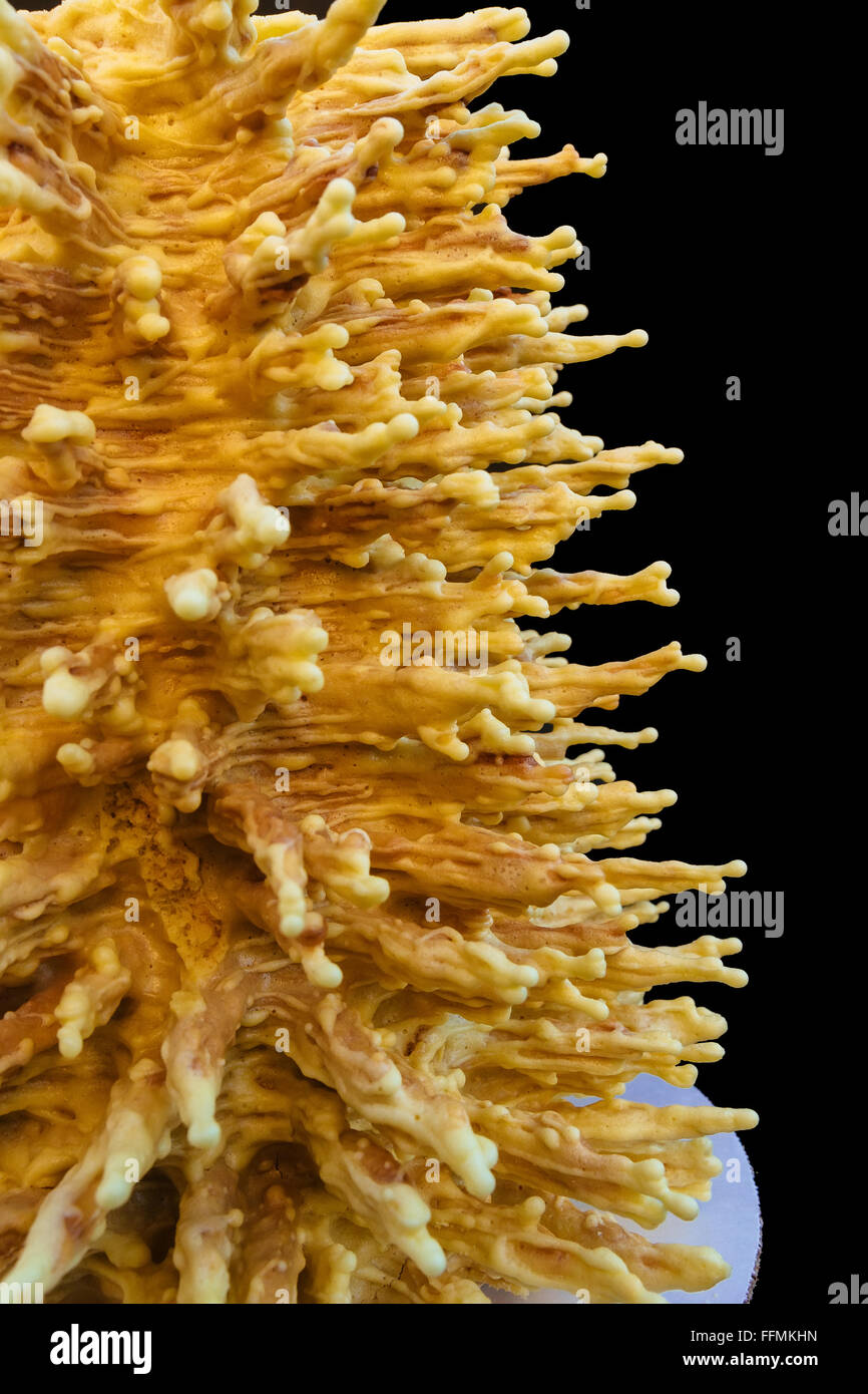 Sakotis Stock Photos & Sakotis Stock Images - Alamy