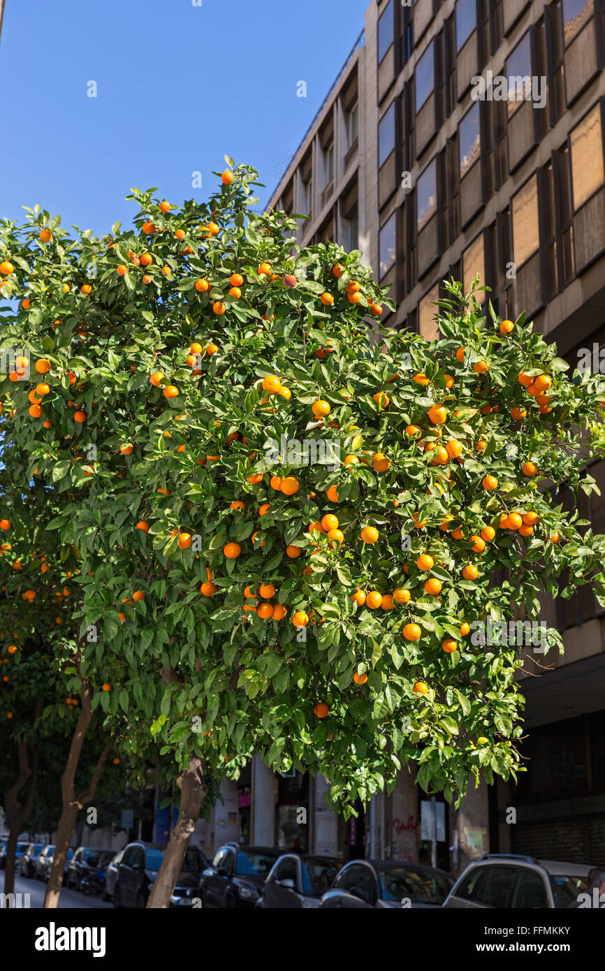 Tangerine tree on a background of city buildings Stock Photo - Alamy