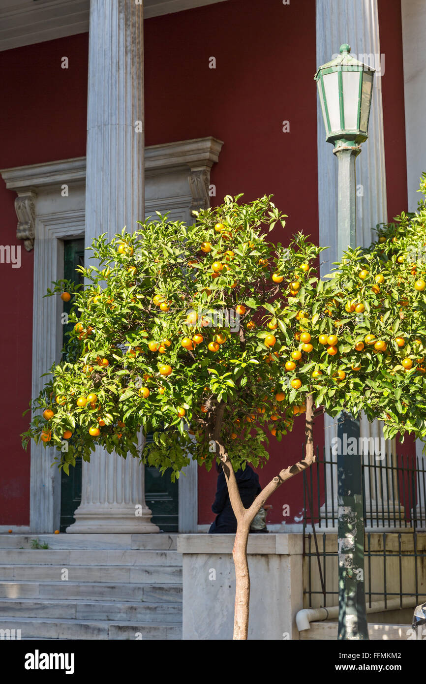 Tangerine tree hi-res stock photography and images - Alamy