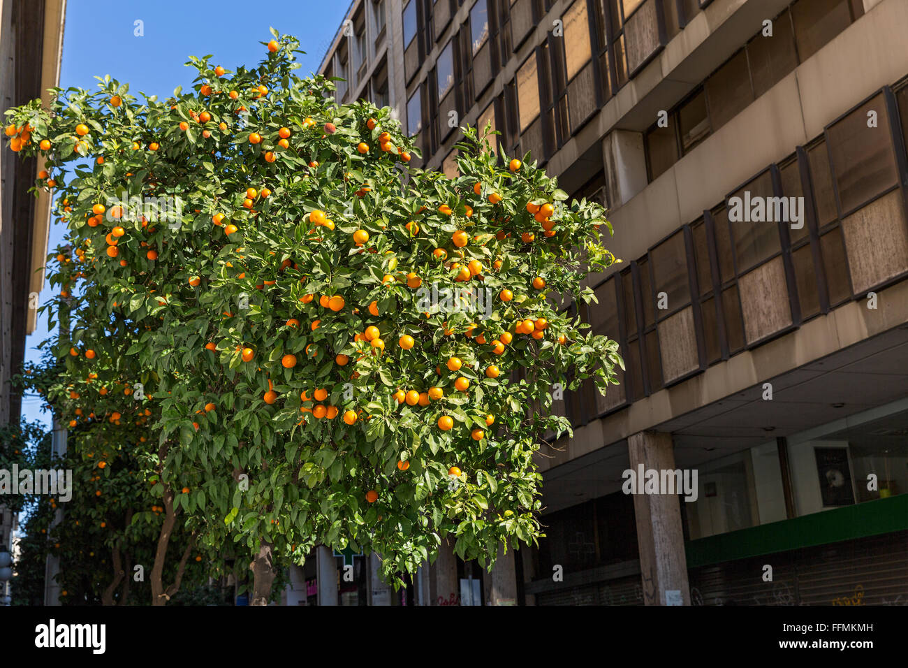 Tangerine tree on a background of city buildings Stock Photo - Alamy