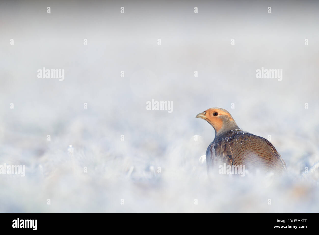 Grey Partridge (Perdix perdix), Europe Stock Photo - Alamy