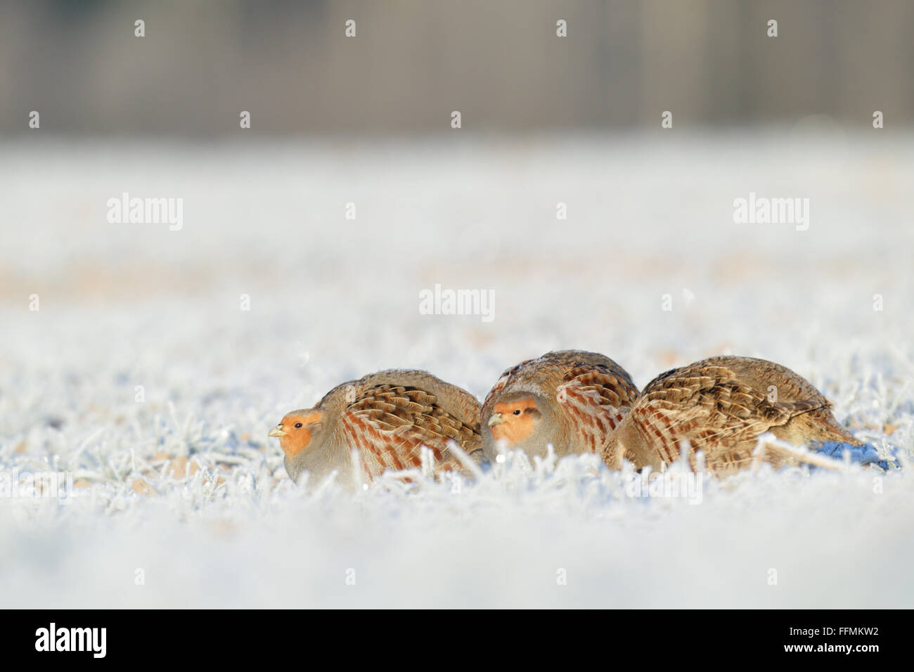 Grey partridge hi-res stock photography and images - Alamy