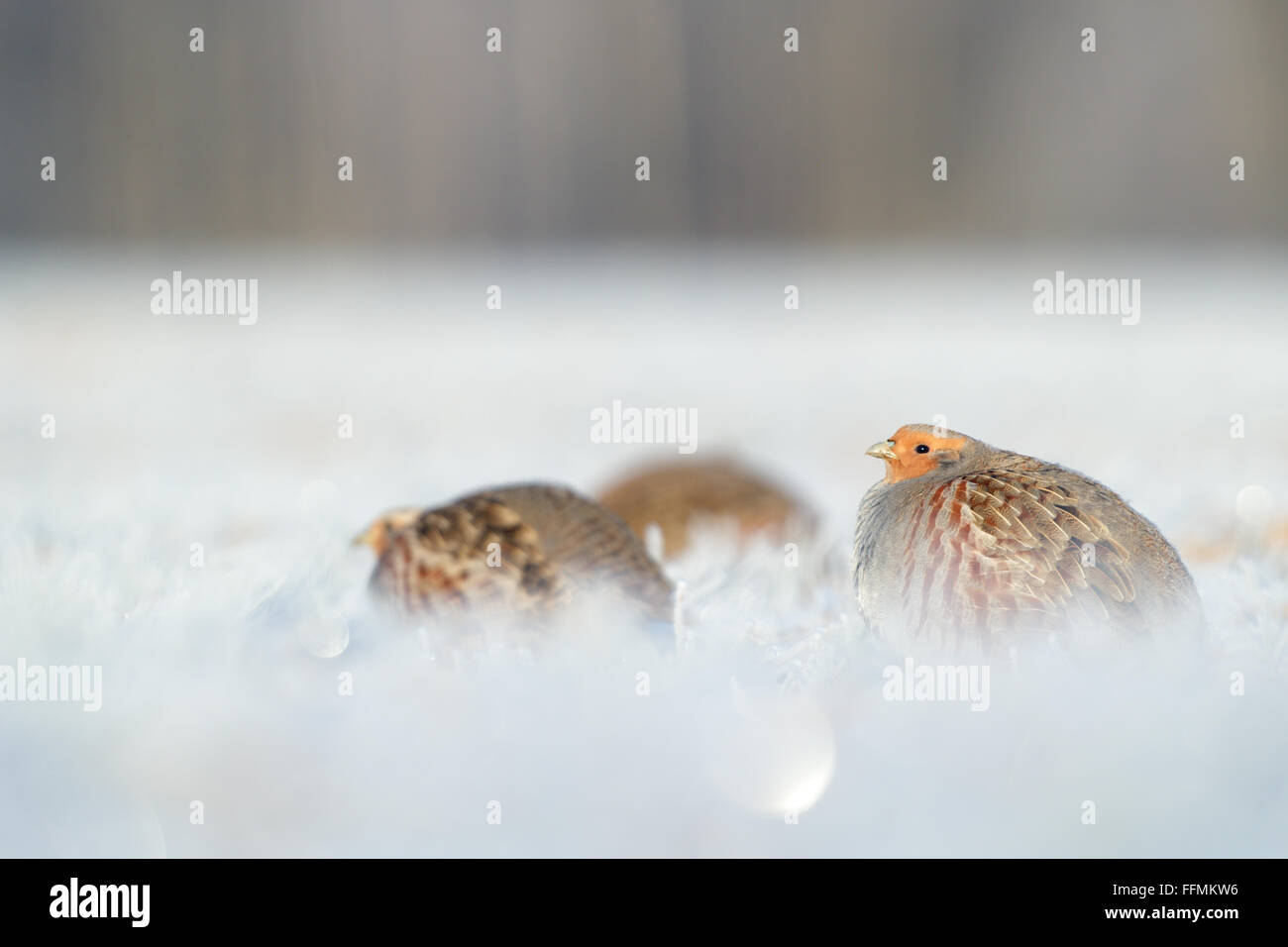 Grey Partridge (Perdix perdix), Europe Stock Photo - Alamy
