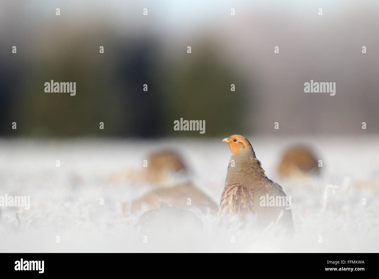 Grey partridge hi-res stock photography and images - Alamy