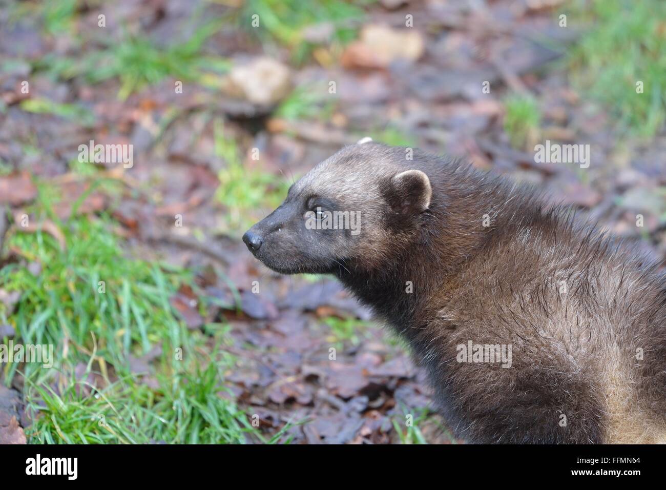 Wolverine - Glutton - Shunk bear - Quichatch (Gulo gulo) portrait ...