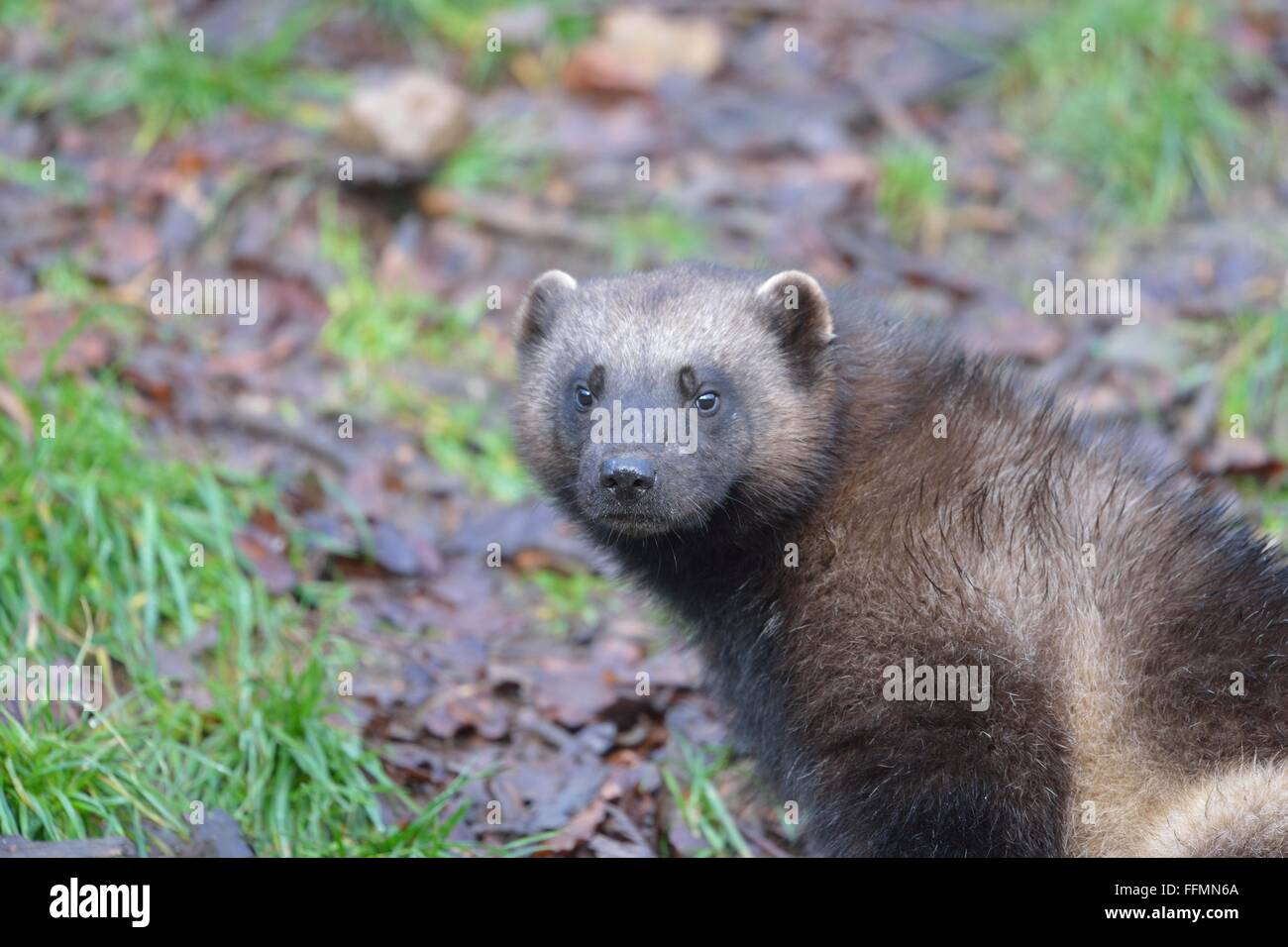 Wolverine - Glutton - Shunk bear - Quichatch (Gulo gulo) portrait ...