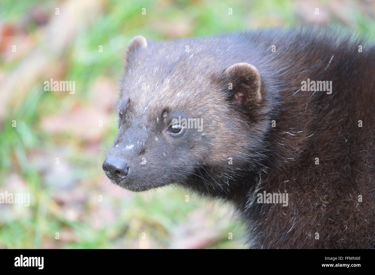 Wolverine - Glutton - Shunk bear - Quichatch (Gulo gulo) portrait ...