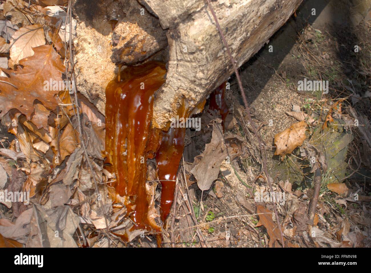 Sap from tree hi-res stock photography and images - Alamy