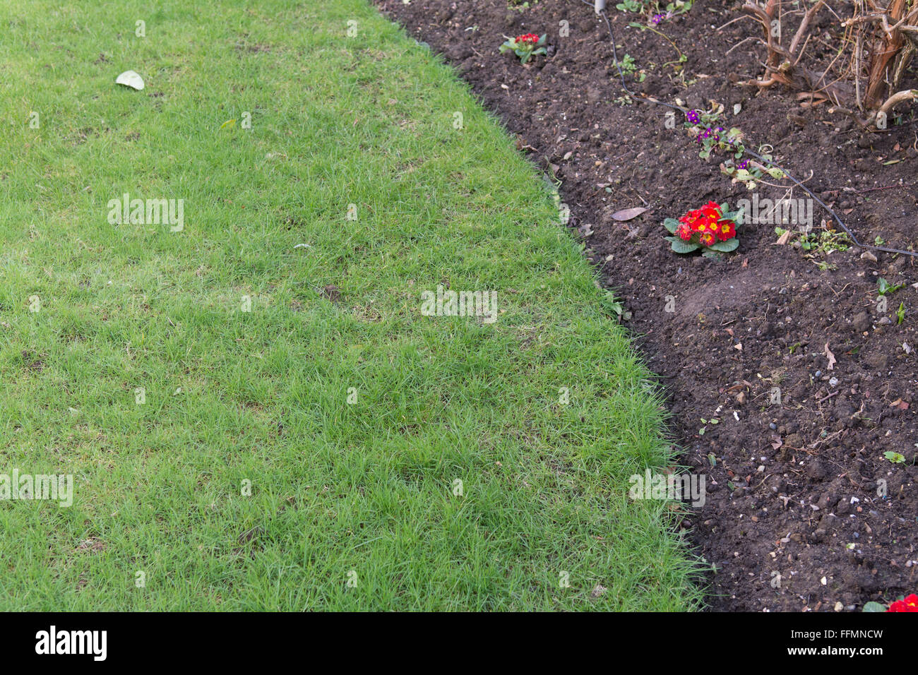 Tell tale sign of a rat visiting a garden - track and grease marks left ...