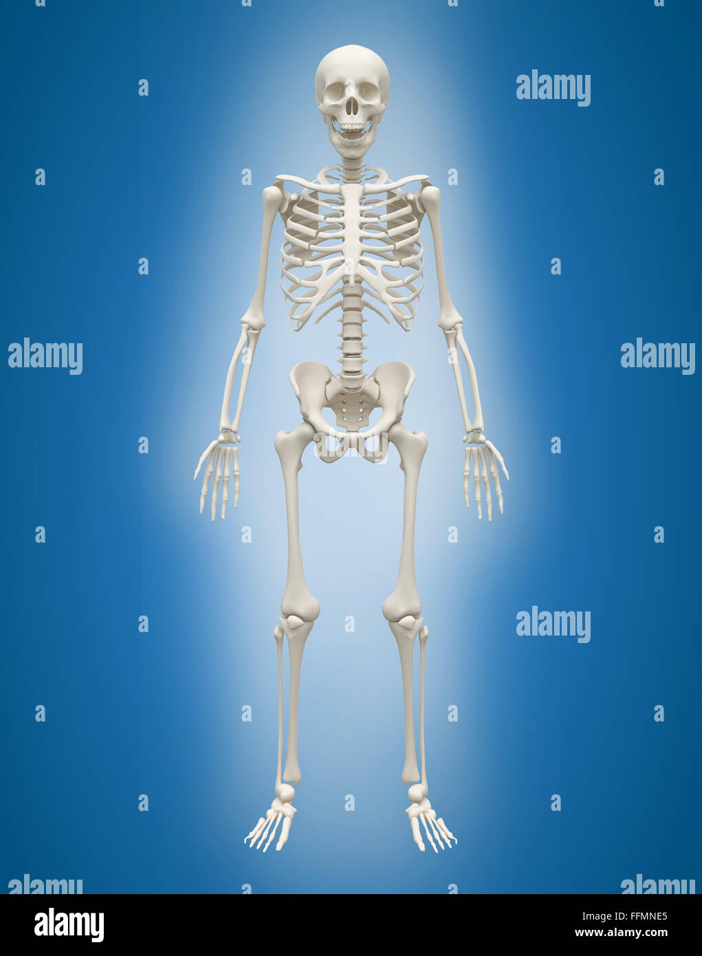 3D Human skeleton male on blue background, Medical concept Stock Photo ...