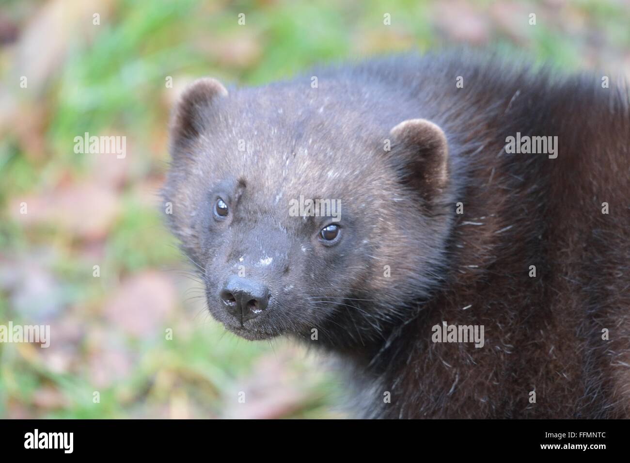 Wolverine - Glutton - Shunk bear - Quichatch (Gulo gulo) portrait ...