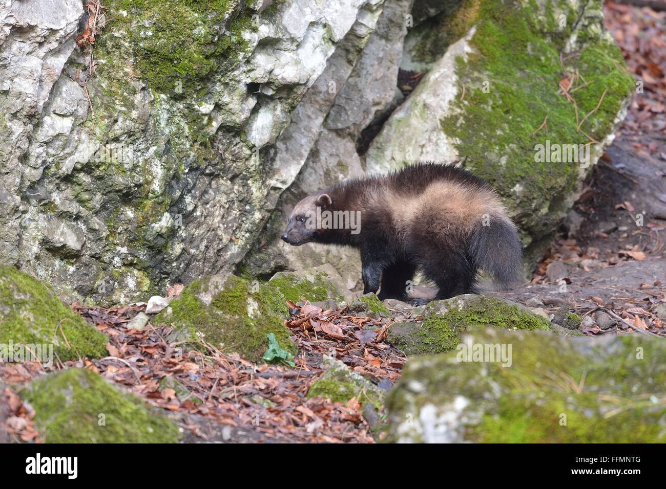 Wolverine - Glutton - Shunk bear - Quichatch (Gulo gulo) semi-captive ...