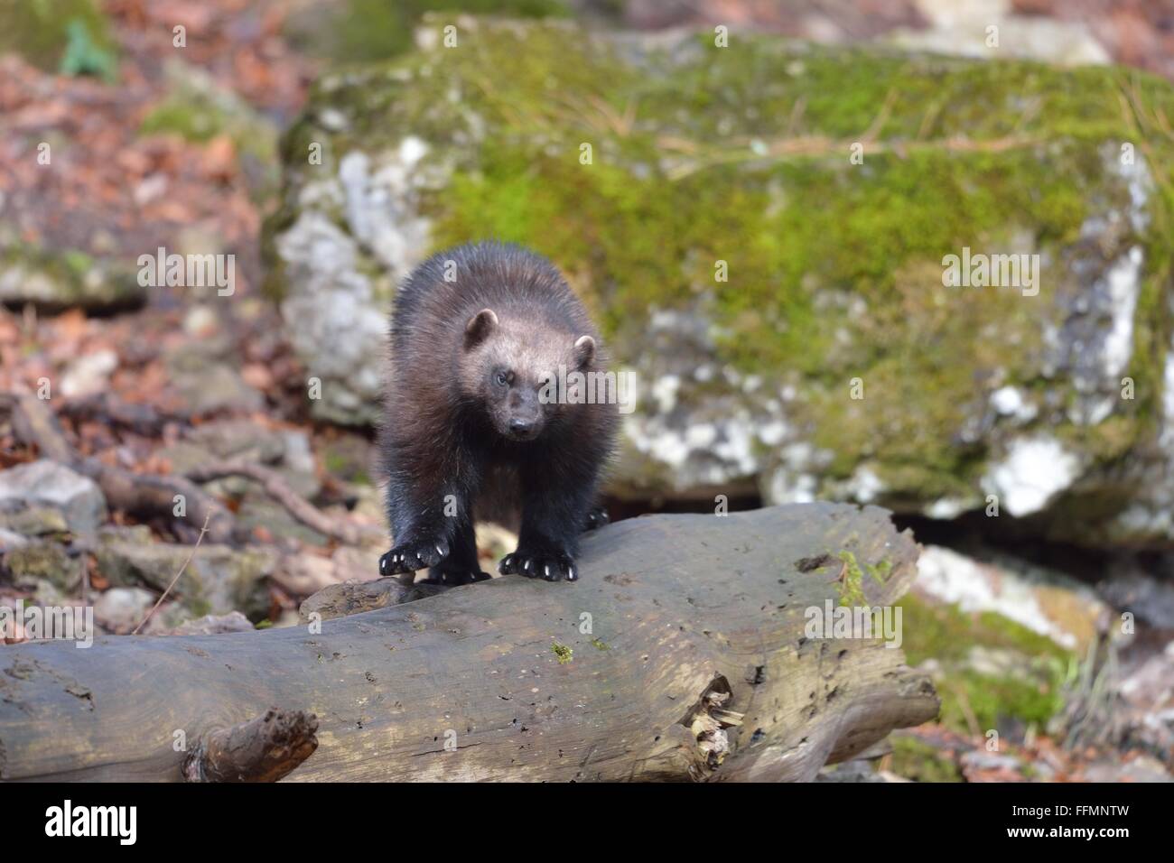 Wolverine - Glutton - Shunk bear - Quichatch (Gulo gulo) semi-captive ...