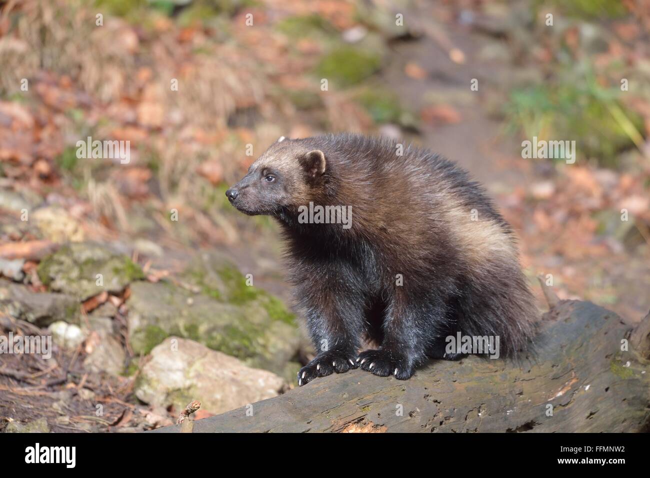Wolverine - Glutton - Shunk bear - Quichatch (Gulo gulo) semi-captive ...