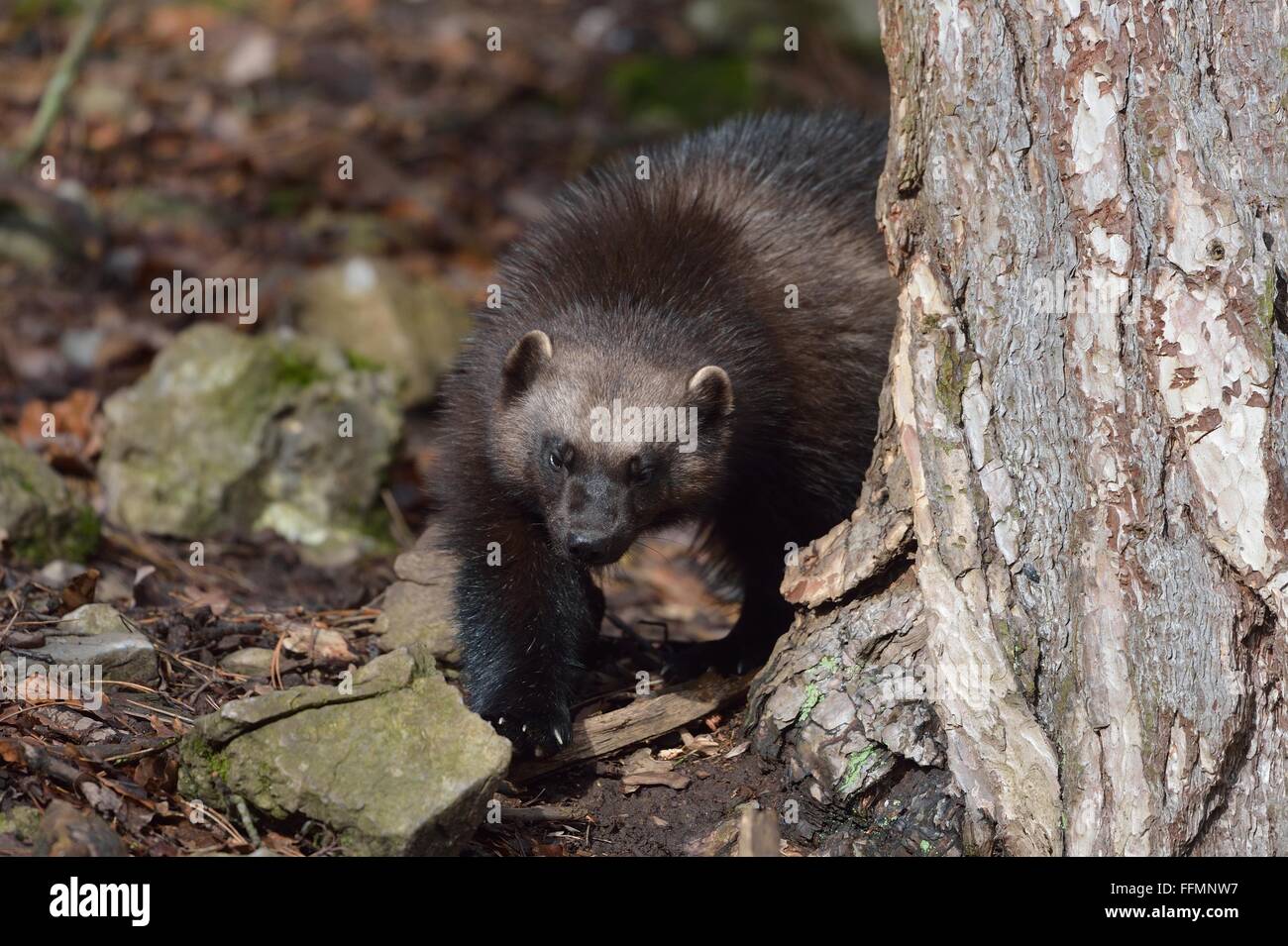 Wolverine - Glutton - Shunk bear - Quichatch (Gulo gulo) semi-captive ...