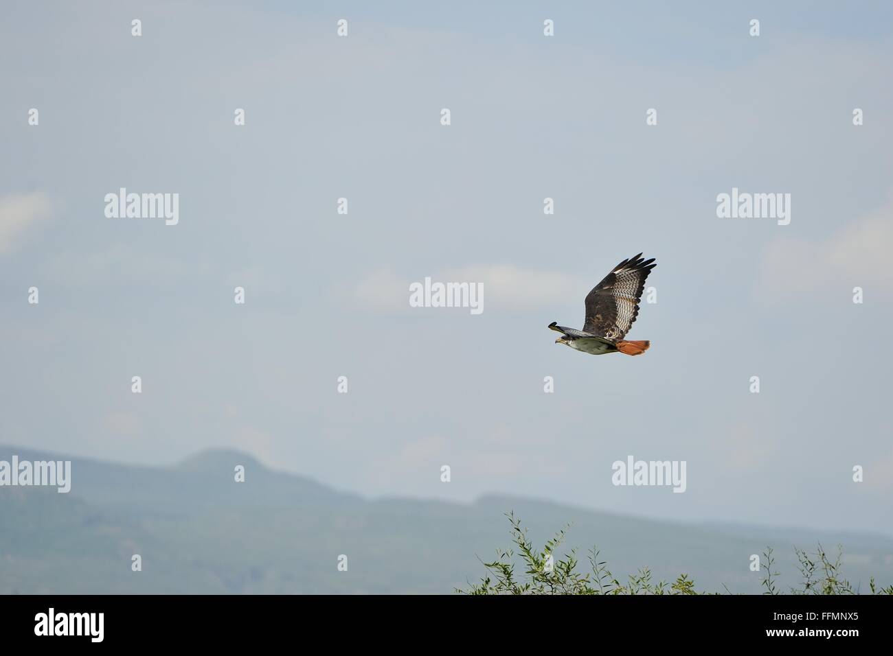 Augur Buzzard (Buteo augur - Buteo rufofuscus augur) in flight Soysambu ...