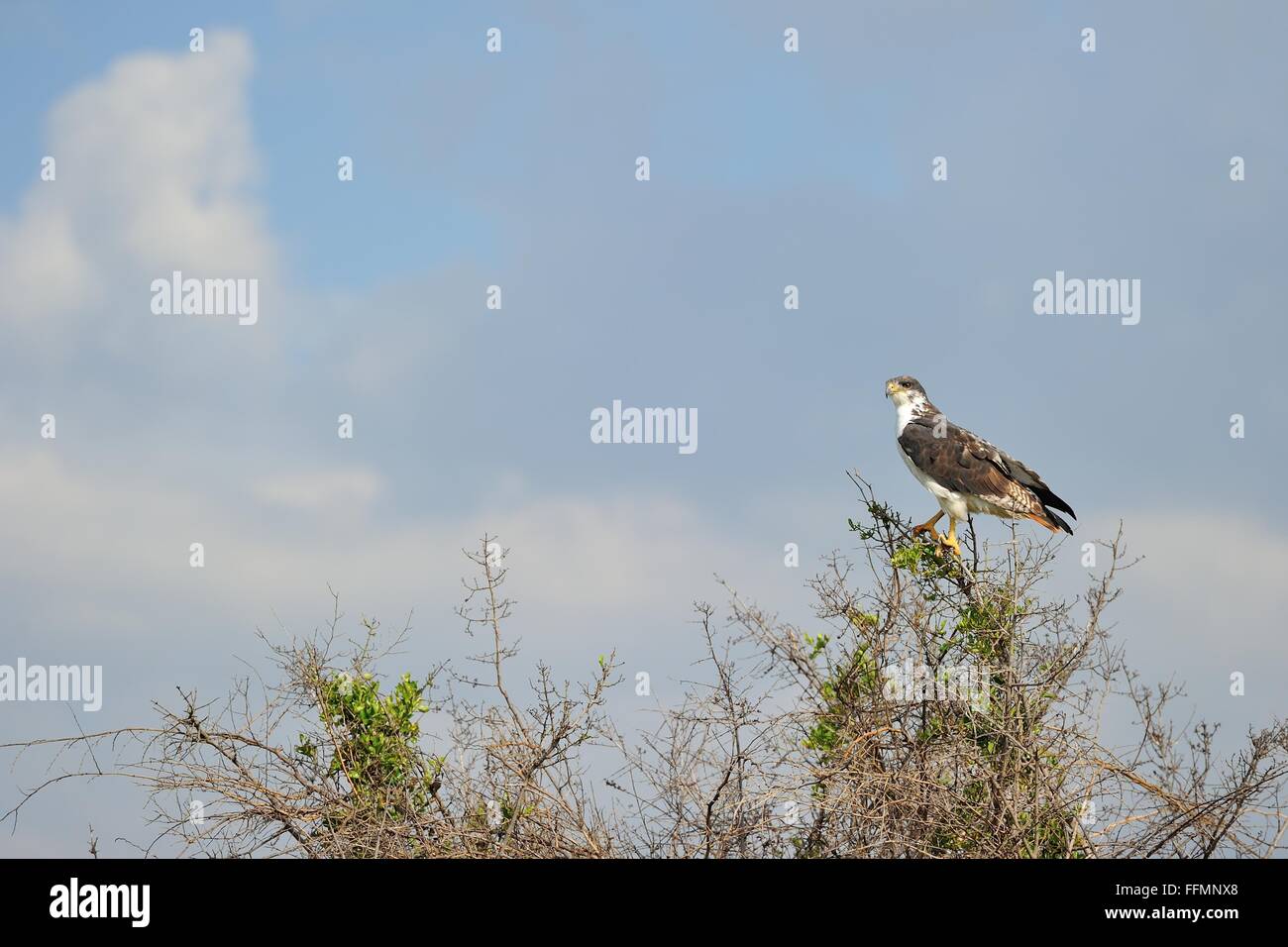 Augur Buzzard (Buteo augur - Buteo rufofuscus augur) on the top of a ...