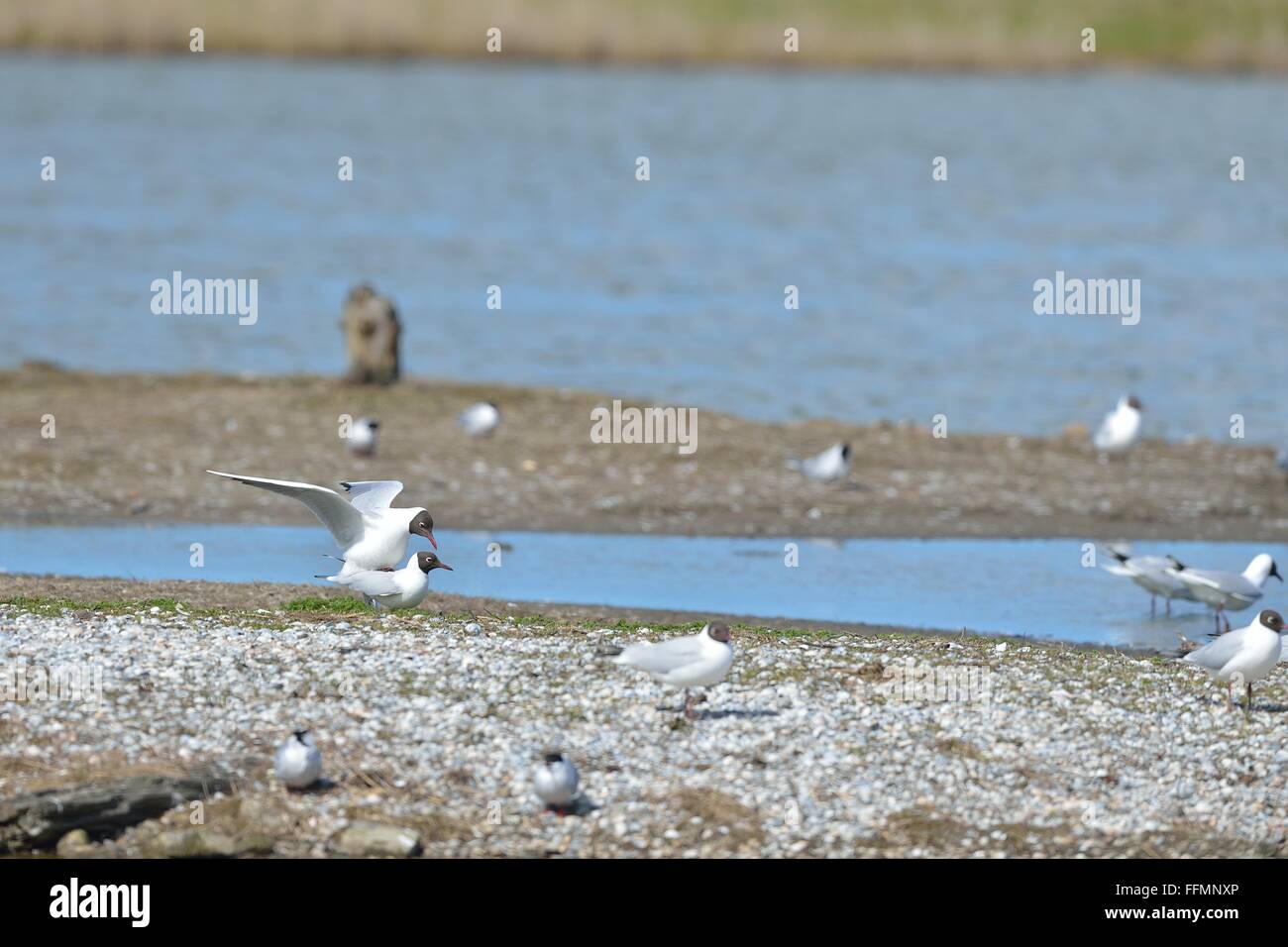 Northern black-headed gull (Larus ridibundus - Chroicocephalus ...