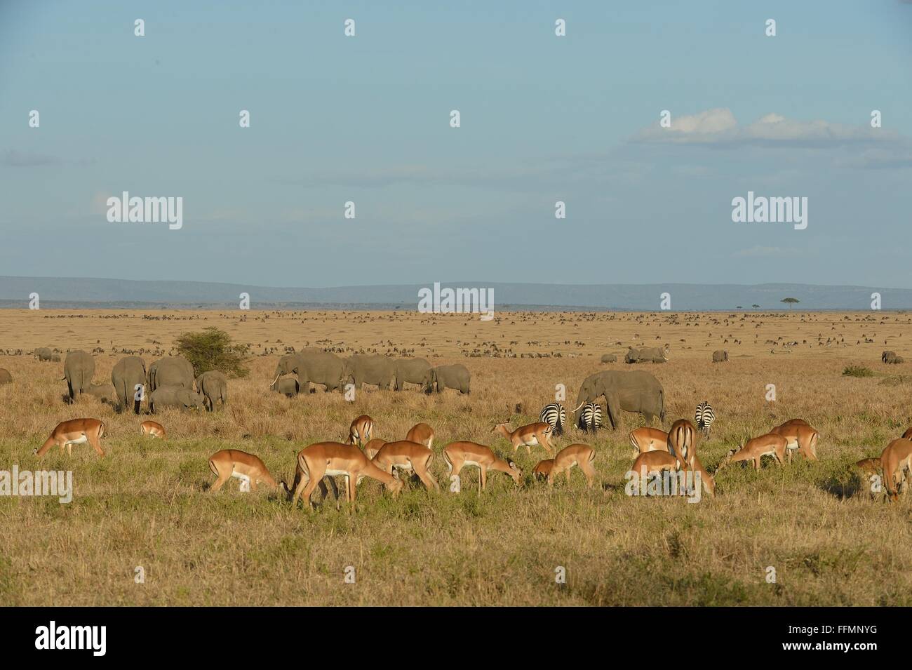 During the migration of the wildebeest all kind of animals are grazing ...
