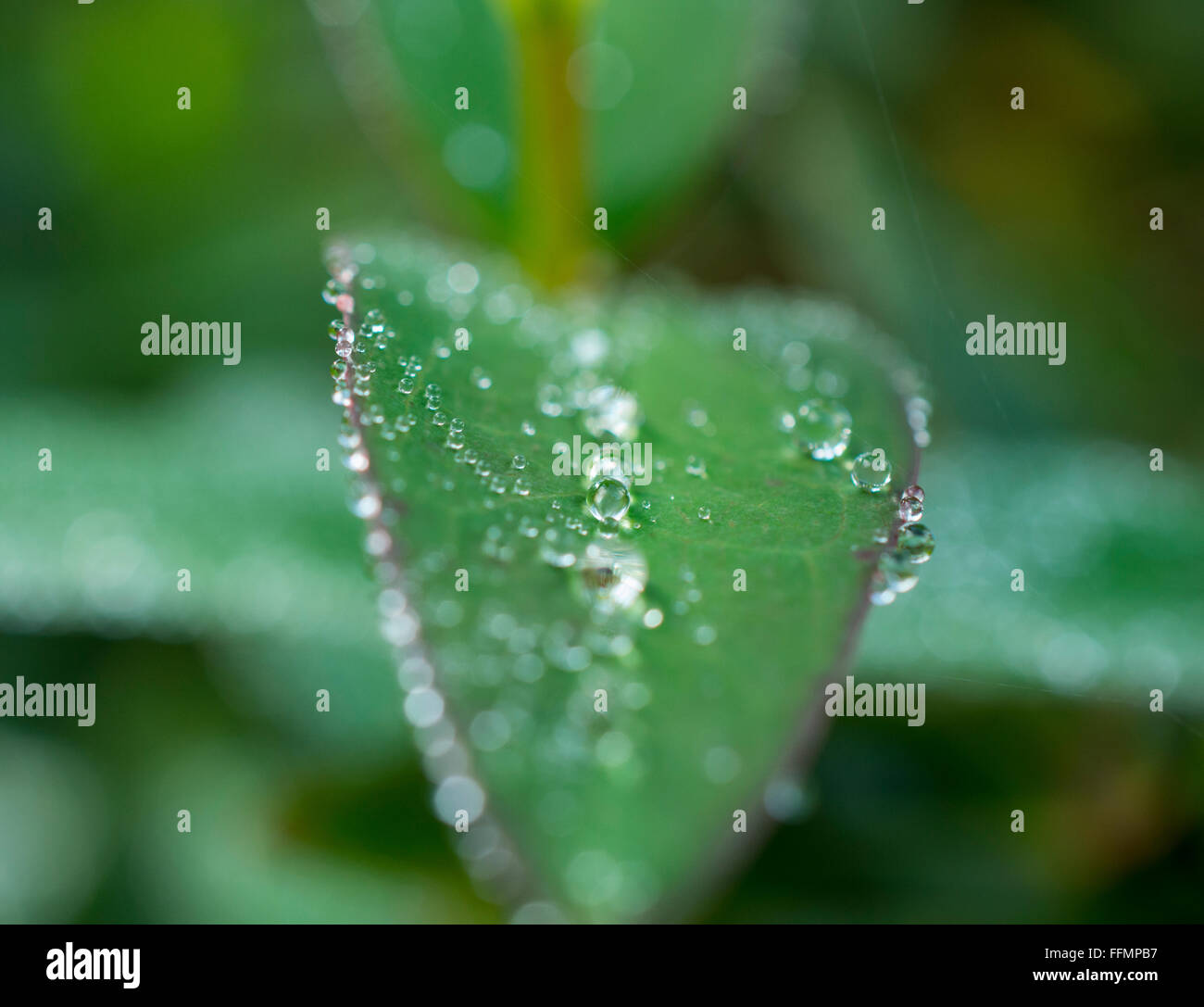 Wet leaf closeup macro bubbles hi-res stock photography and images - Alamy