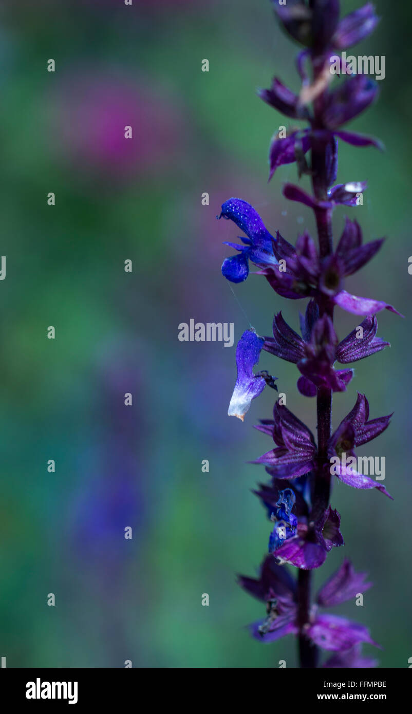 Flower cold colors hi-res stock photography and images - Alamy