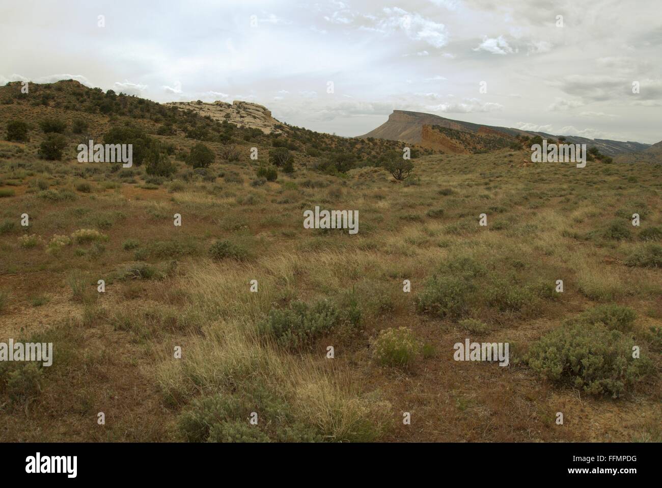 Atop a high plateau in the bookcliffs Stock Photo - Alamy