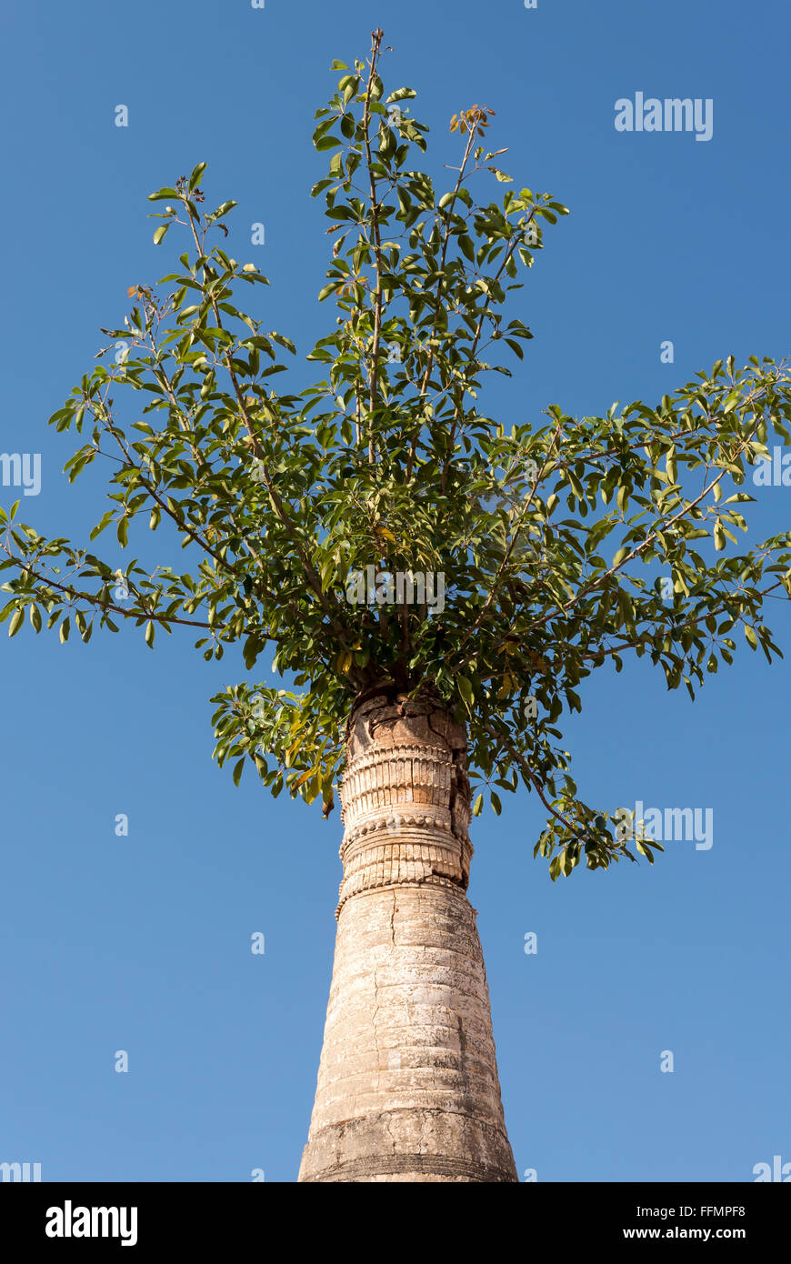 Myanmar tree hi-res stock photography and images - Alamy