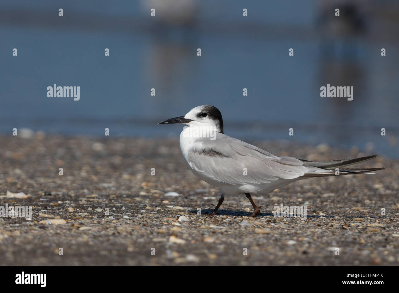 Common Tern (Sterna hirundo), standing on a beach, Liwa, Al-Batihan ...