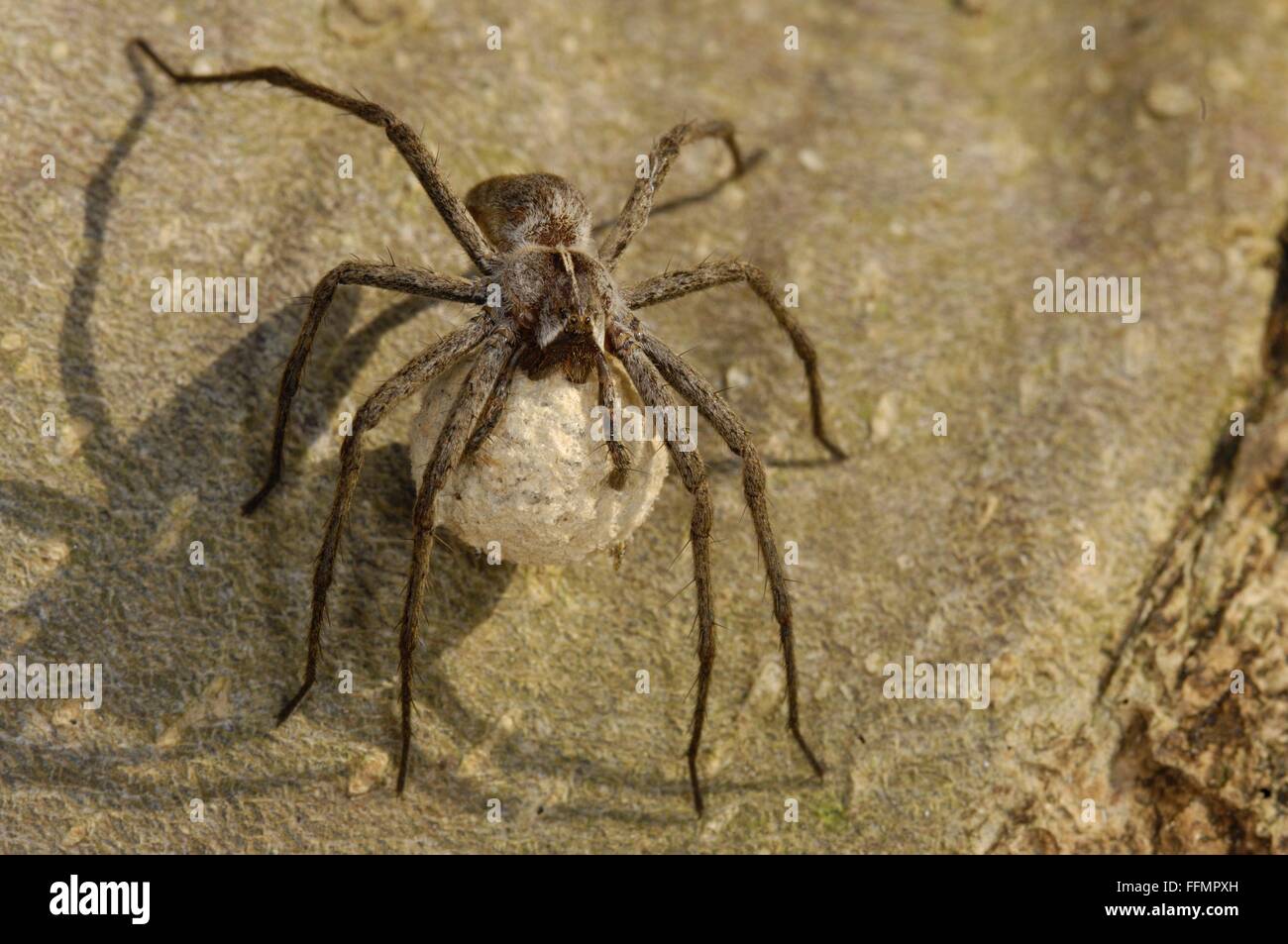 Nursery Web Spider (Pisaura mirabilis) female carrying her egg sac ...