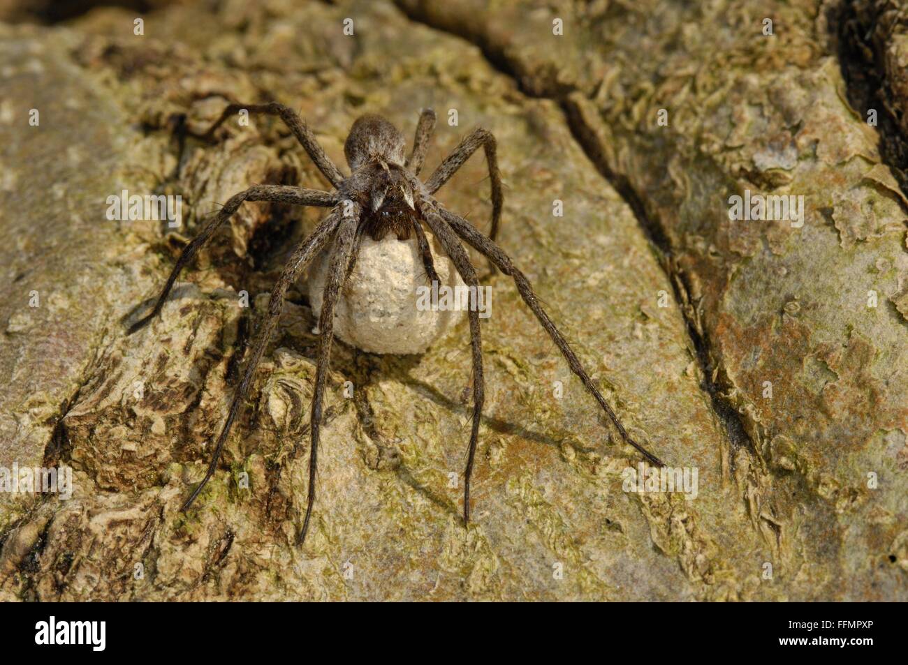 Nursery Web Spider (Pisaura mirabilis) female carrying her egg sac ...
