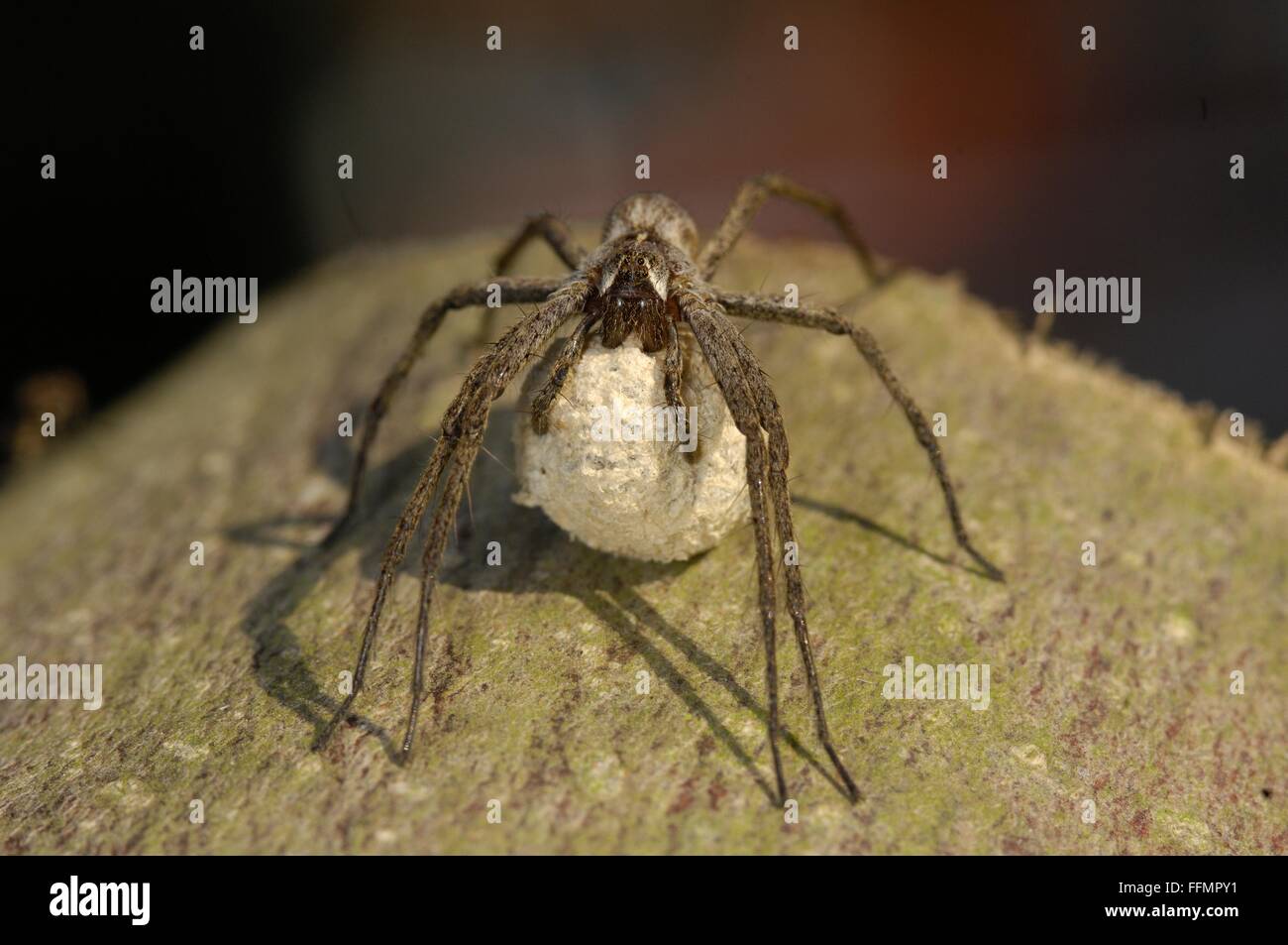 Nursery Web Spider (Pisaura mirabilis) female carrying her egg sac ...