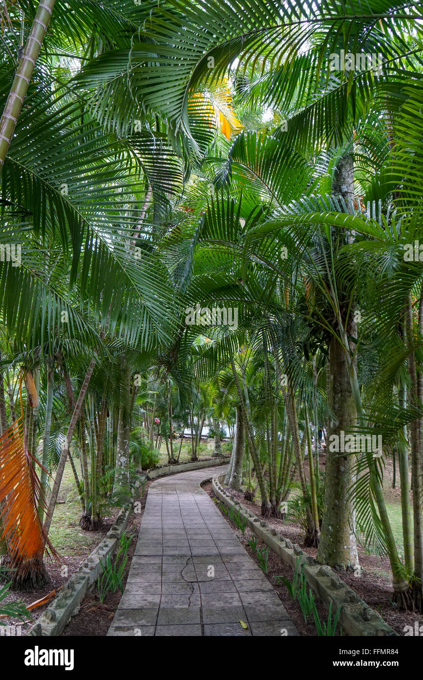 Palm trees on both sides of the garden path Stock Photo - Alamy