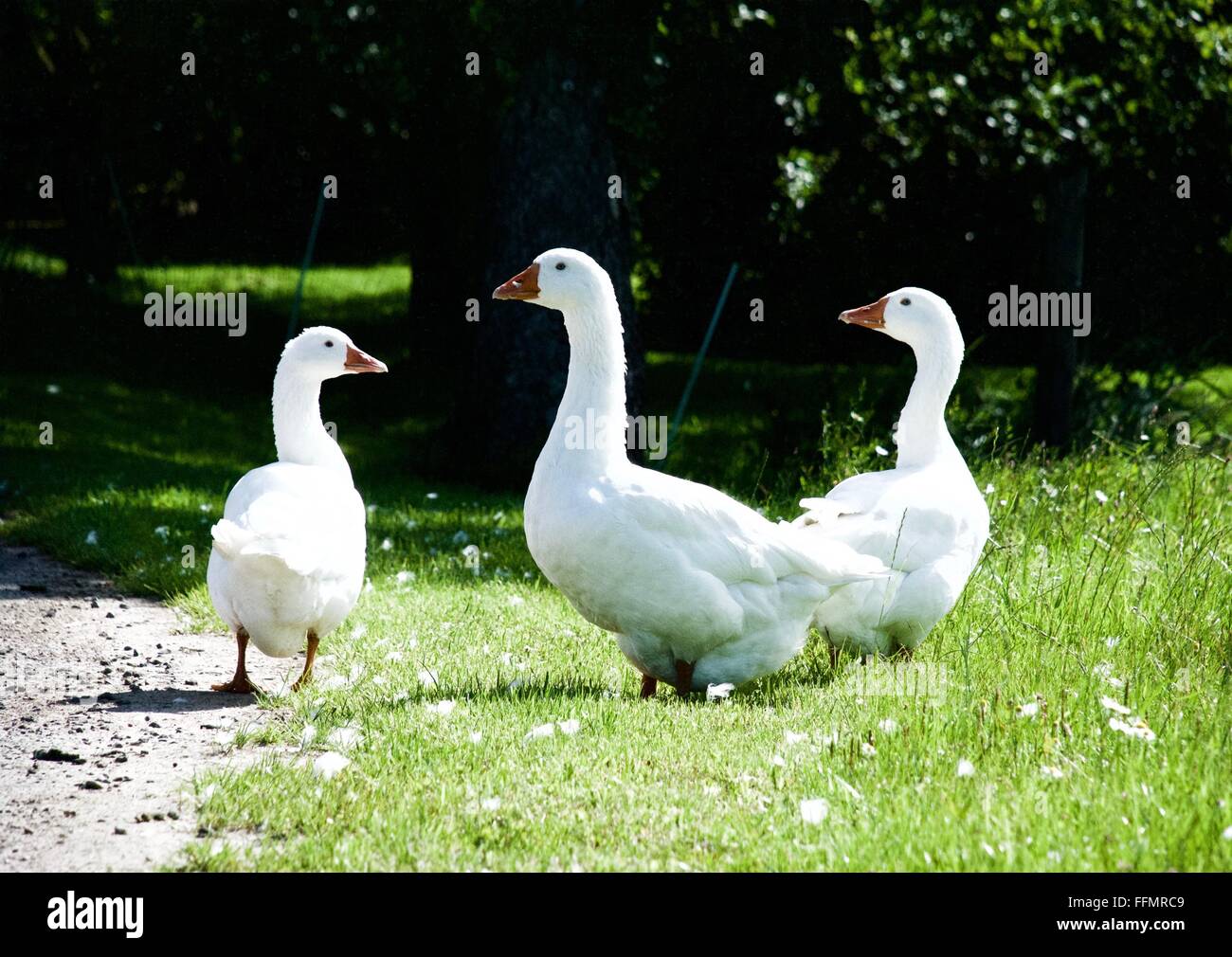 Three White Geese in a Green Field Stock Photo - Alamy