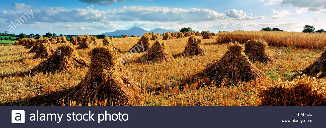Corn Stacks High Resolution Stock Photography and Images - Alamy