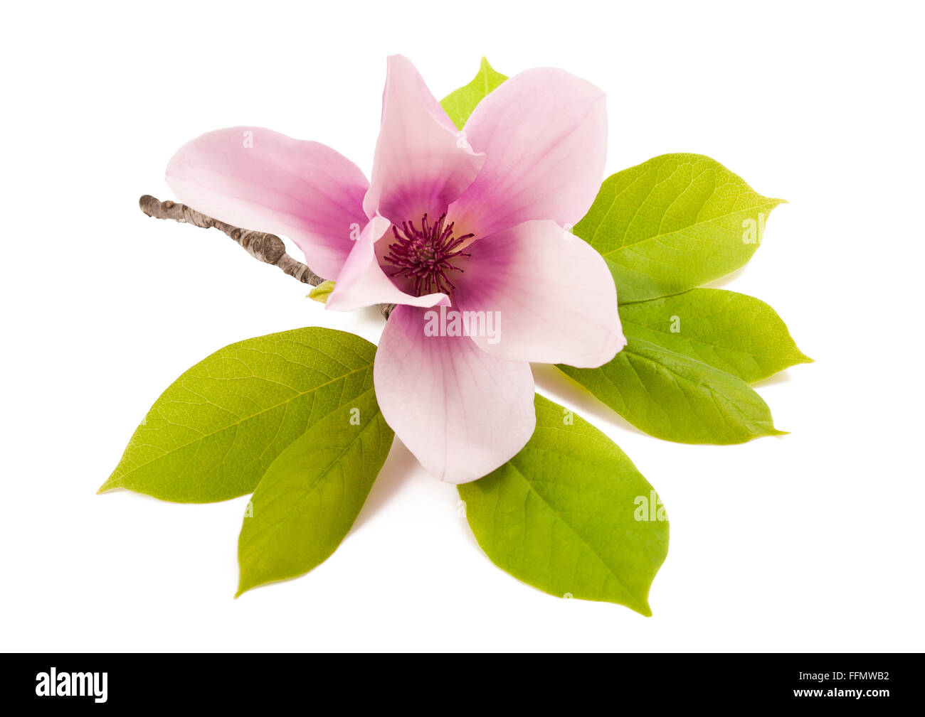 beautiful magnolia isolated on white background Stock Photo - Alamy