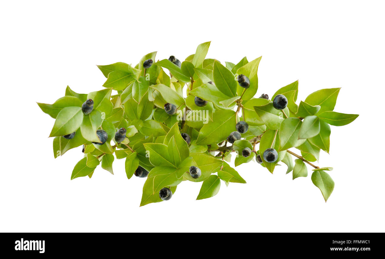 myrtle berries and branch isolated on white Stock Photo - Alamy