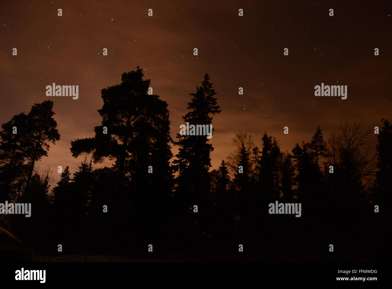 Forest at night Stock Photo - Alamy