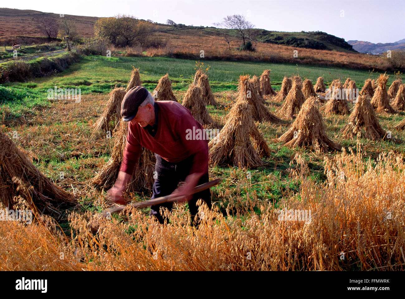 Traditional corn farming Donegal Ireland Stock Photo - Alamy