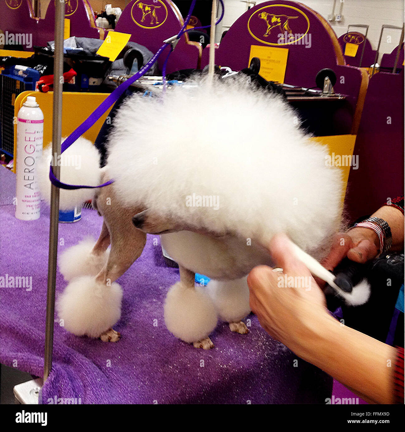 New York, USA. 15th Feb, 2016. Vanessa, a toy poodle, gets prepped for ...