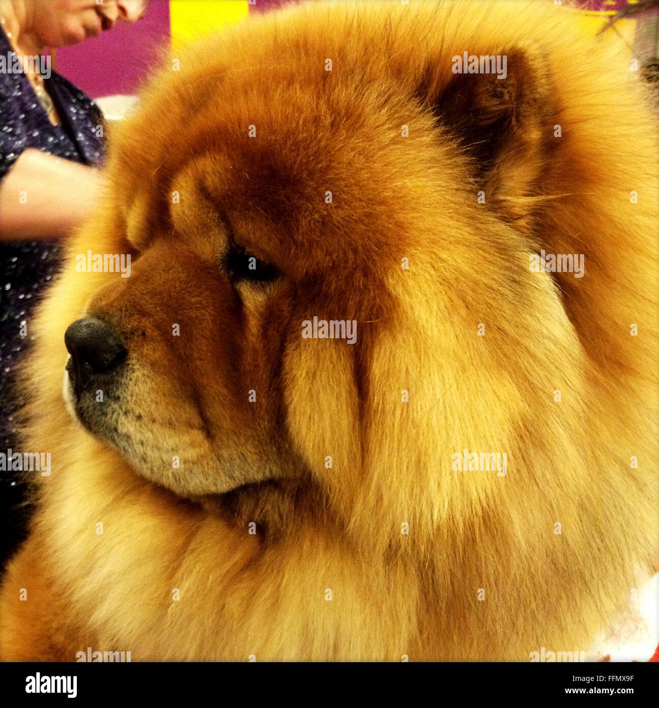 New York, USA. 15th Feb, 2016. Neo, a Chow Chow, gets prepped for Best ...