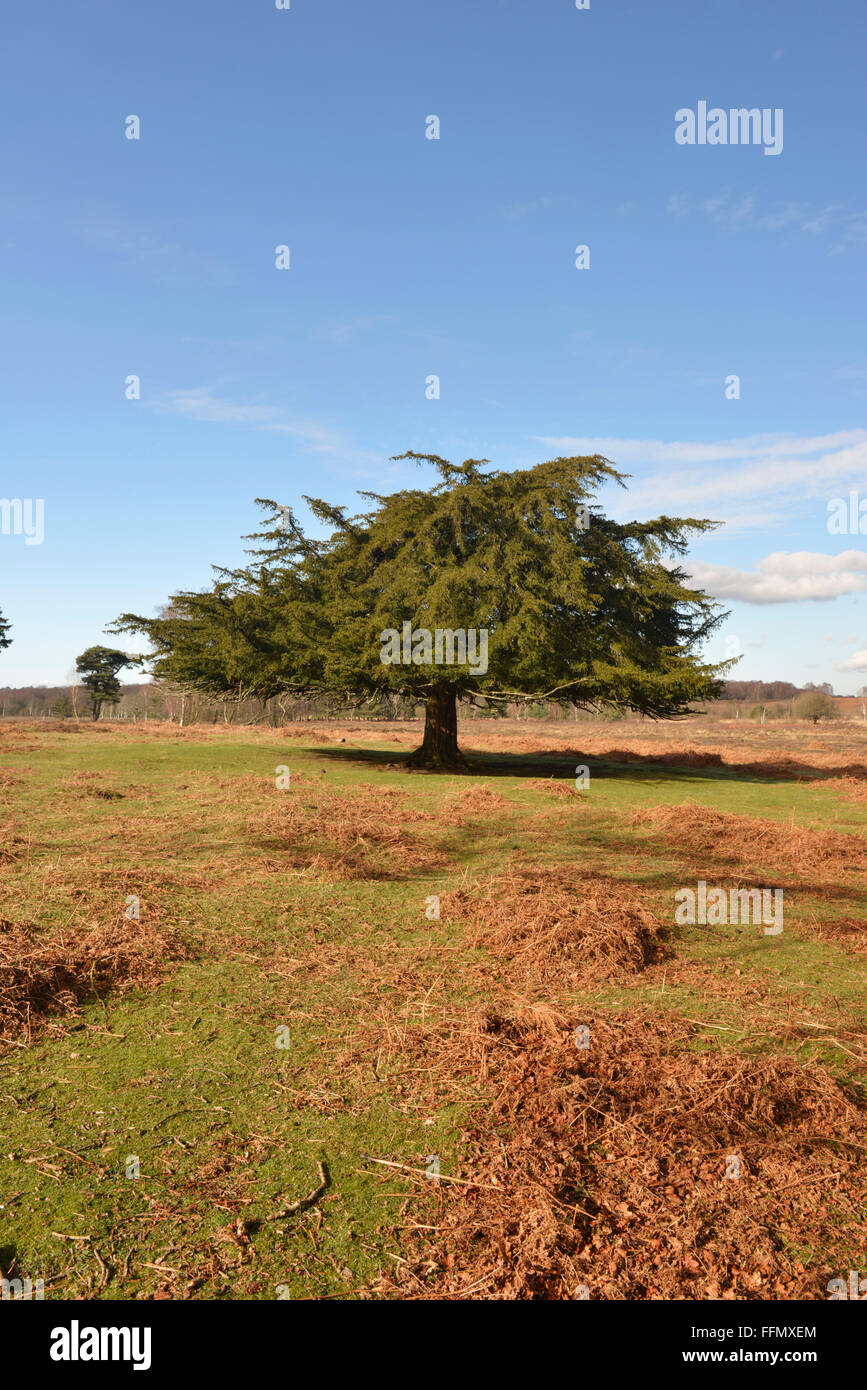 Common Yew Taxus baccata Taxaceae Stock Photo - Alamy