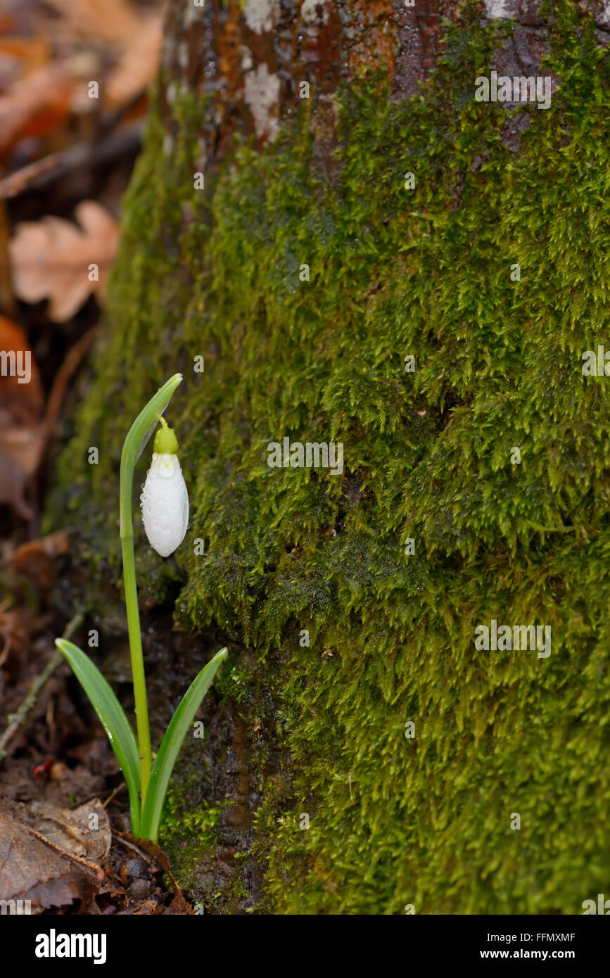 Spring white snowdrops in forest hi-res stock photography and images ...