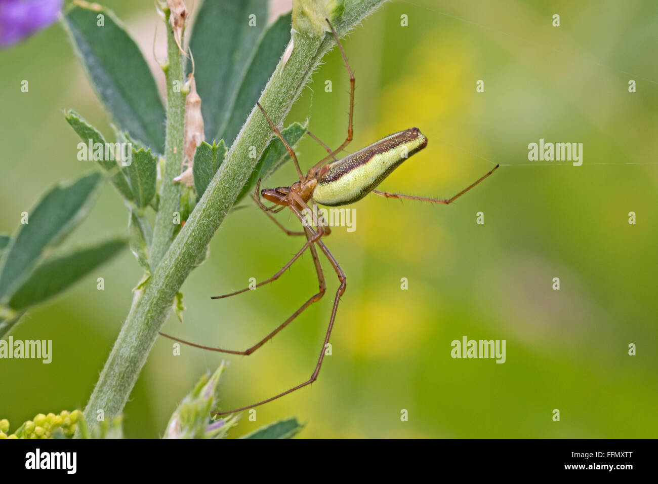 Female Stretch Spider (Tetragnatha extensa Stock Photo - Alamy