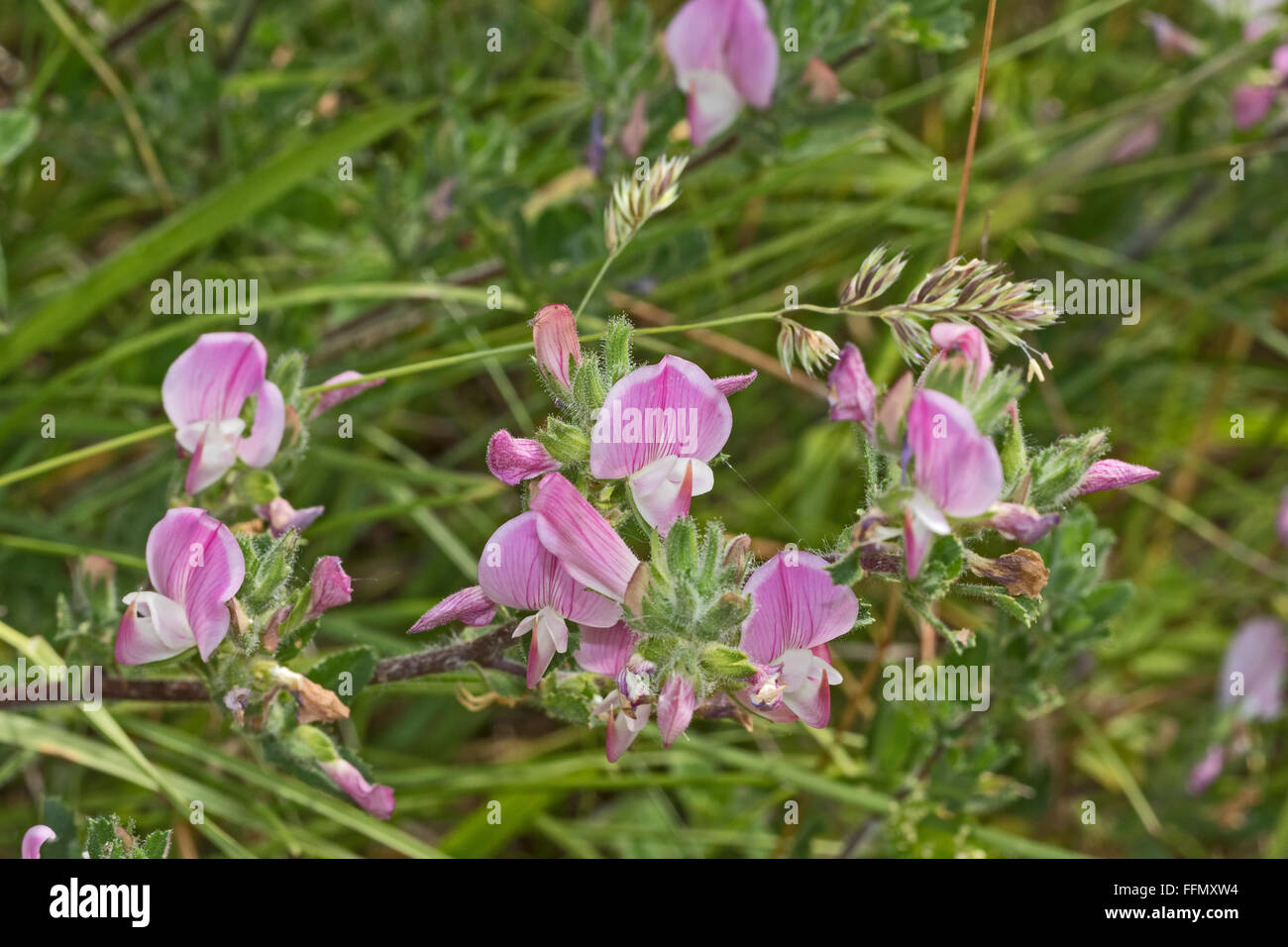 Common Restharrow (Ononis repens Stock Photo - Alamy